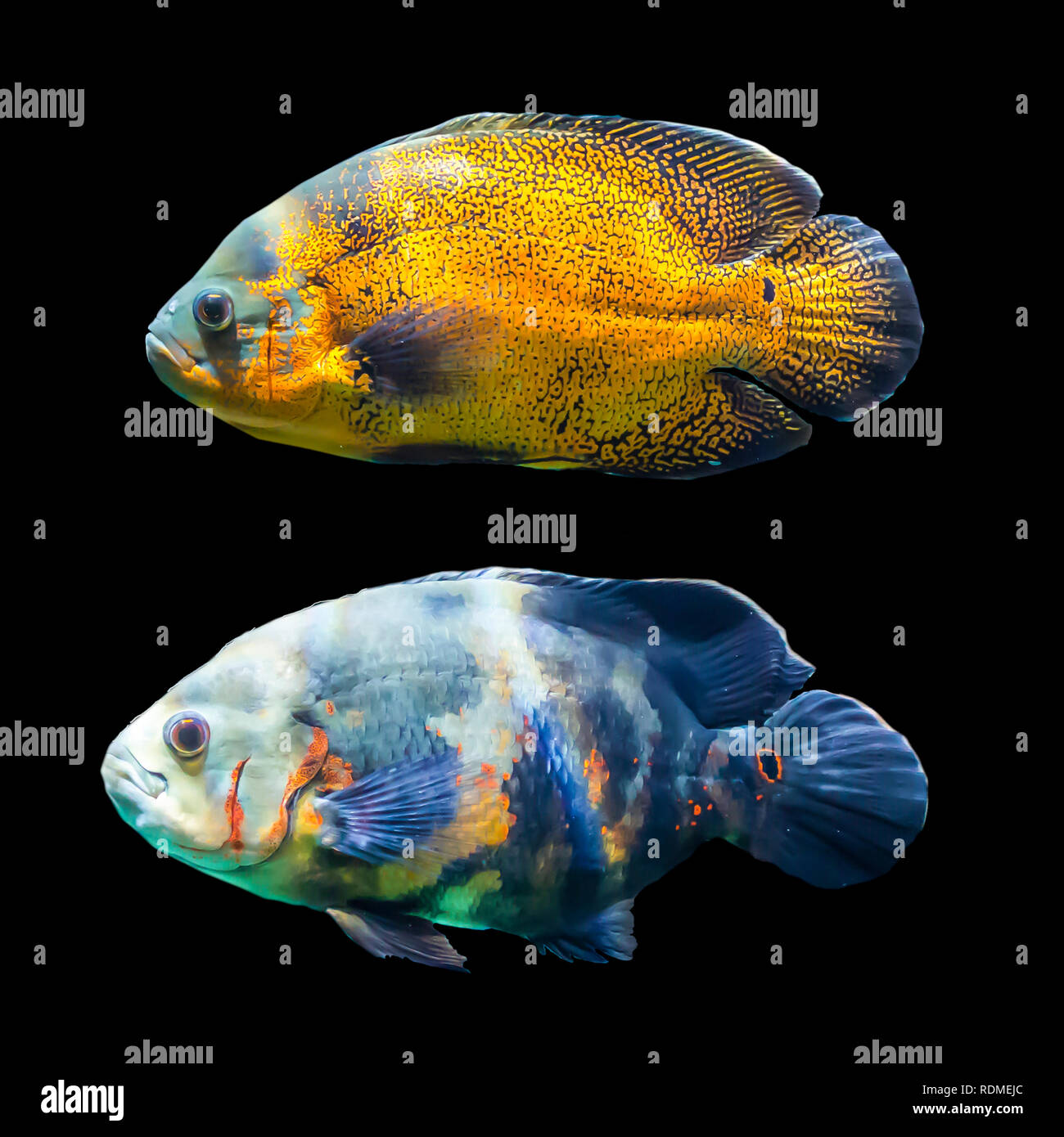 Two spotted fish from the tropical seas. Isolated photo on black ...
