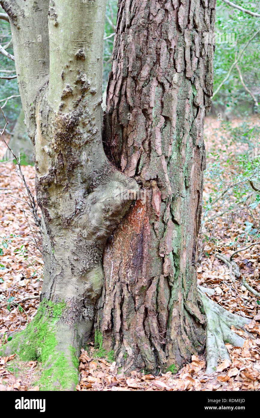 Tree hugging tree Stock Photo - Alamy