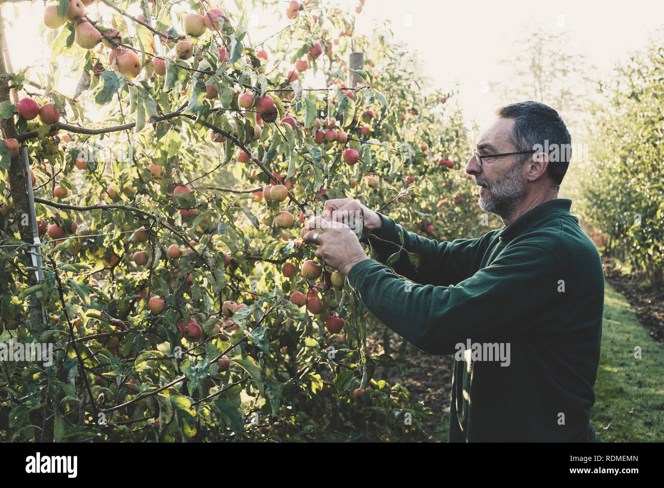 Man standing in apple orchard, picking apples from tree. Apple harvest ...