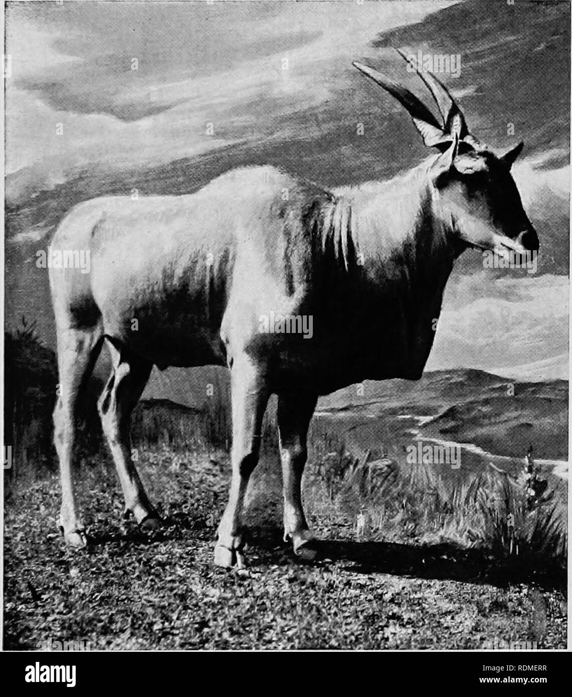 Heavily built animals Black and White Stock Photos & Images - Alamy
