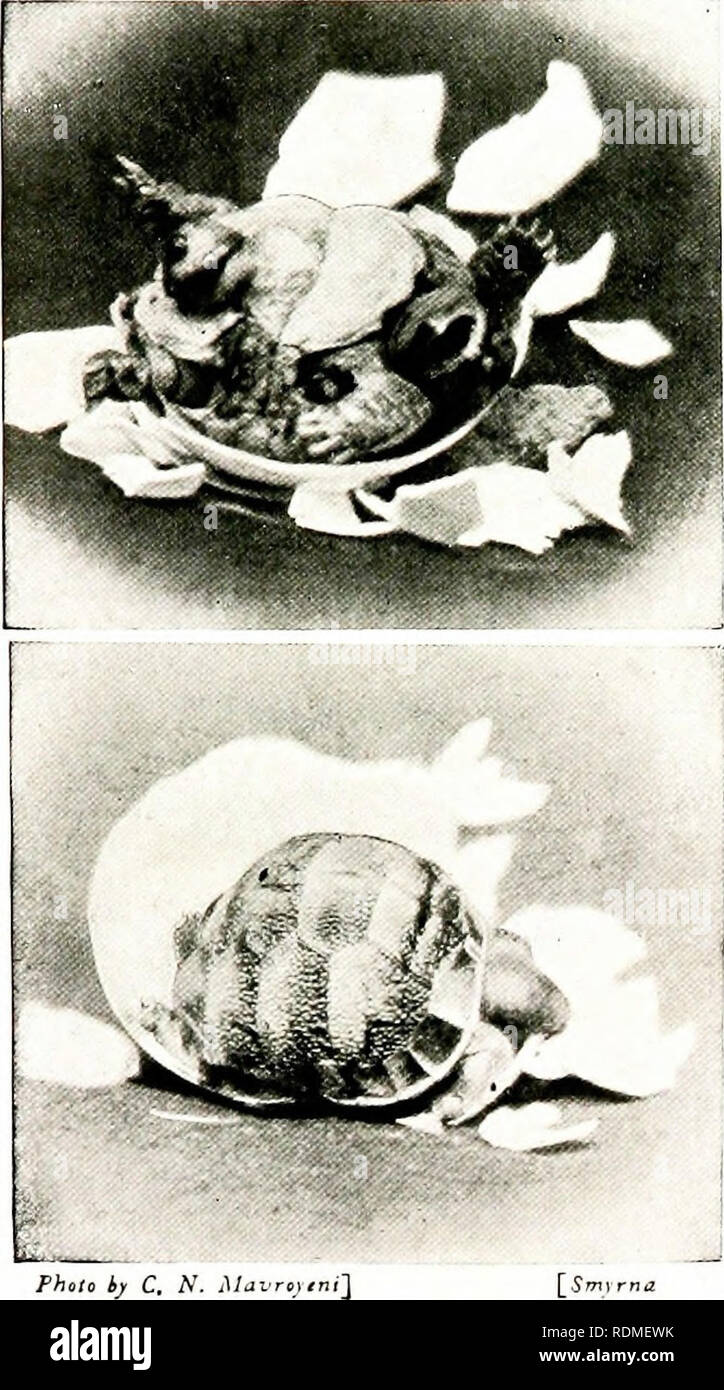 Tortoises limbs hi-res stock photography and images - Alamy