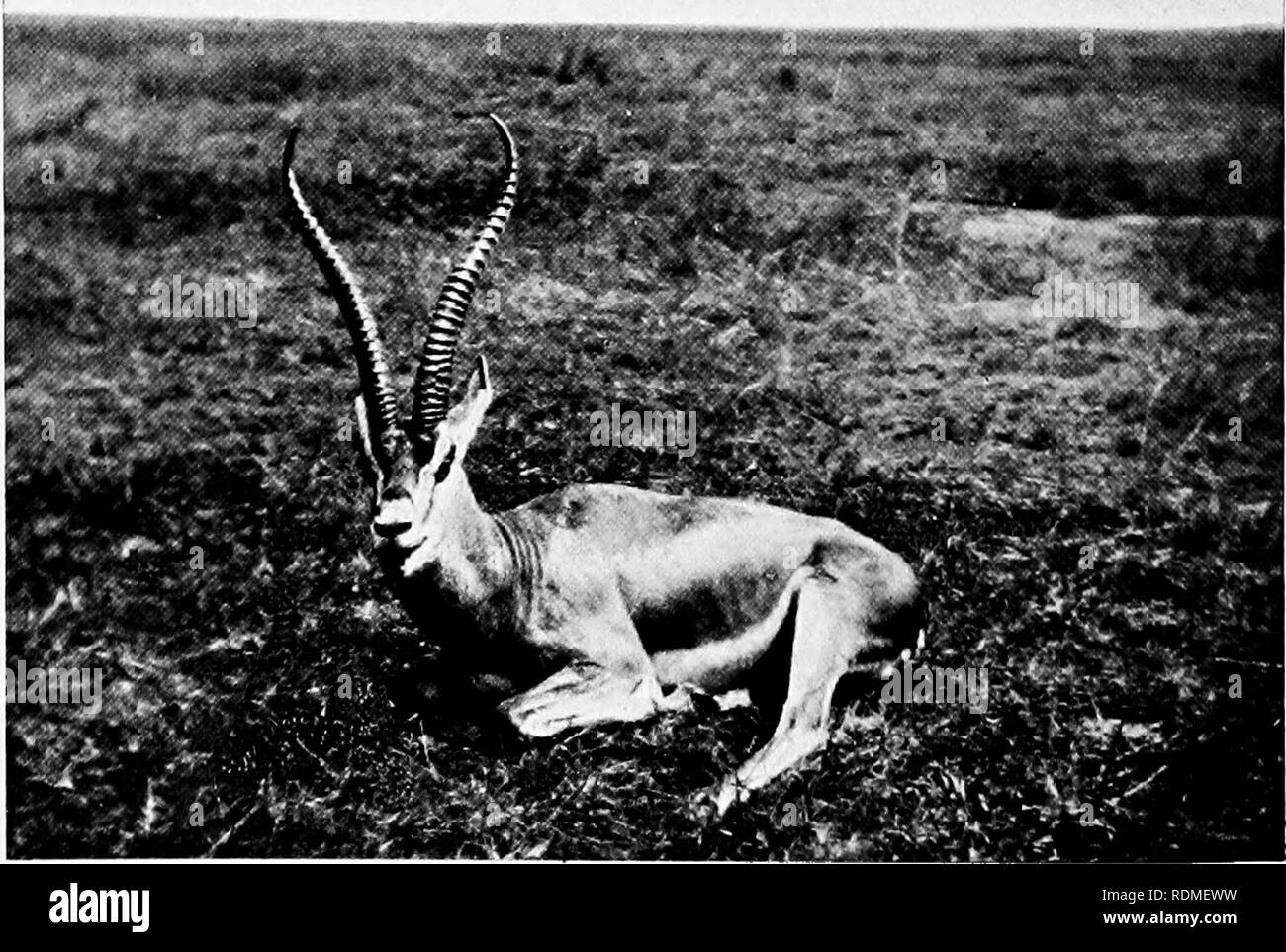 Sable antelope Black and White Stock Photos & Images - Alamy