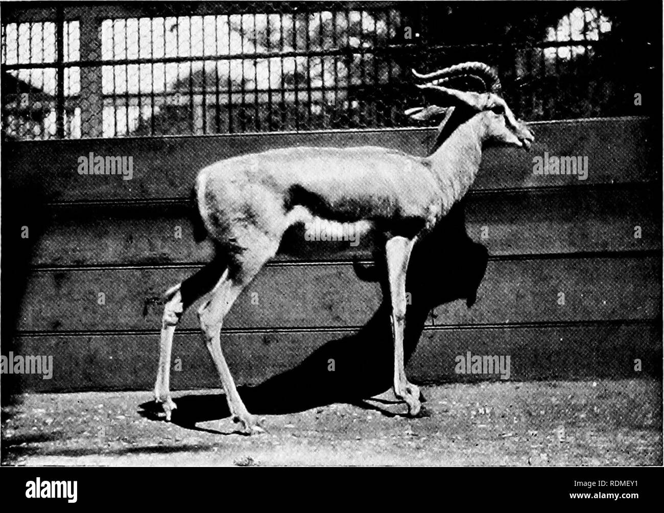 Palestine mountain gazelle hi-res stock photography and images - Alamy