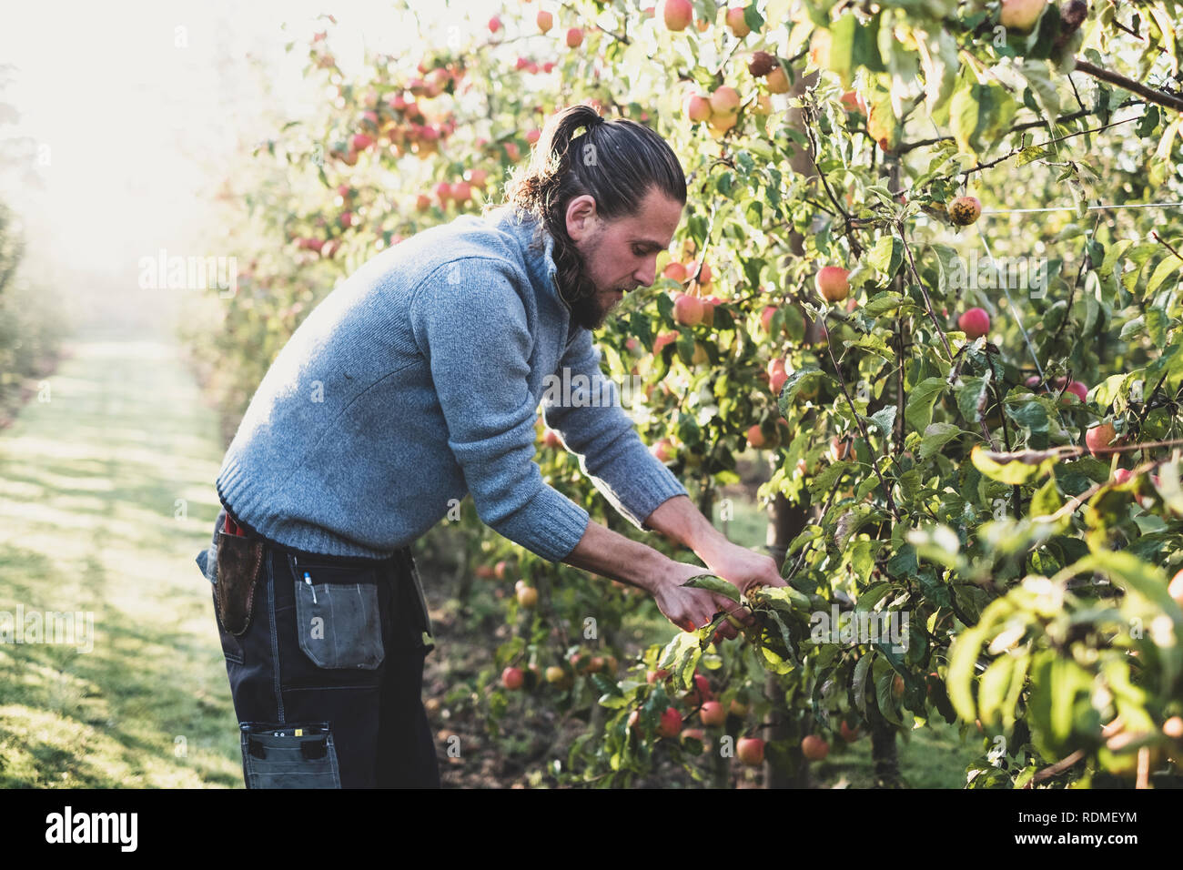 Man standing in apple orchard, picking apples from tree. Apple harvest ...