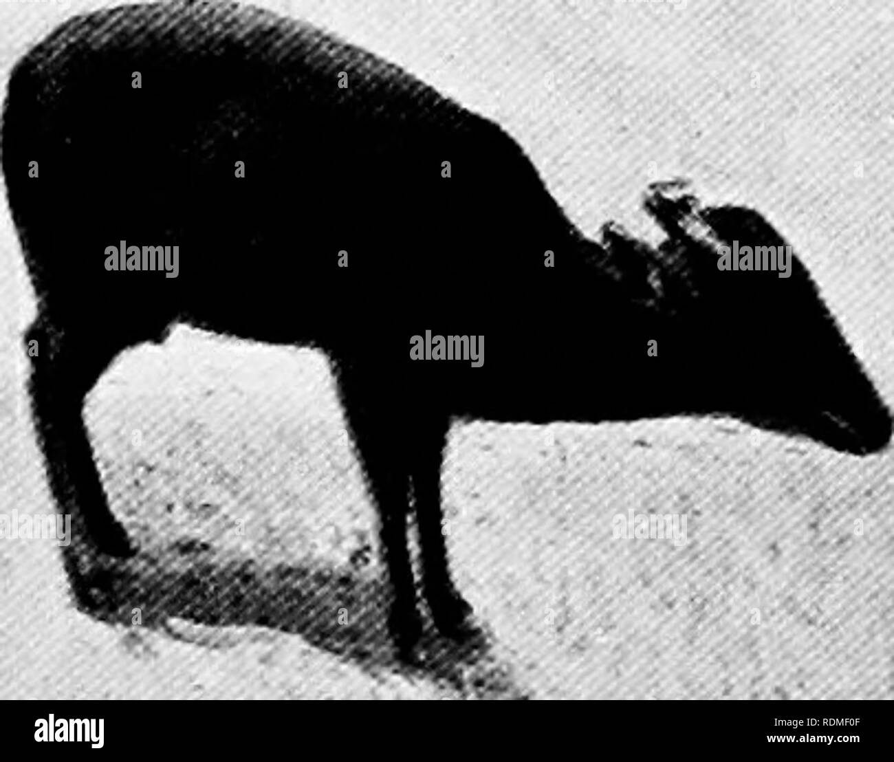 Ed species Black and White Stock Photos & Images - Alamy