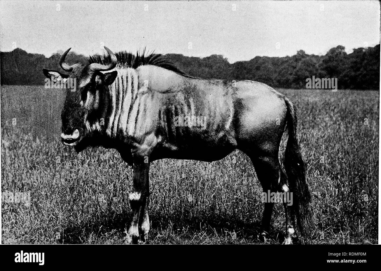 Ed species Black and White Stock Photos & Images - Alamy