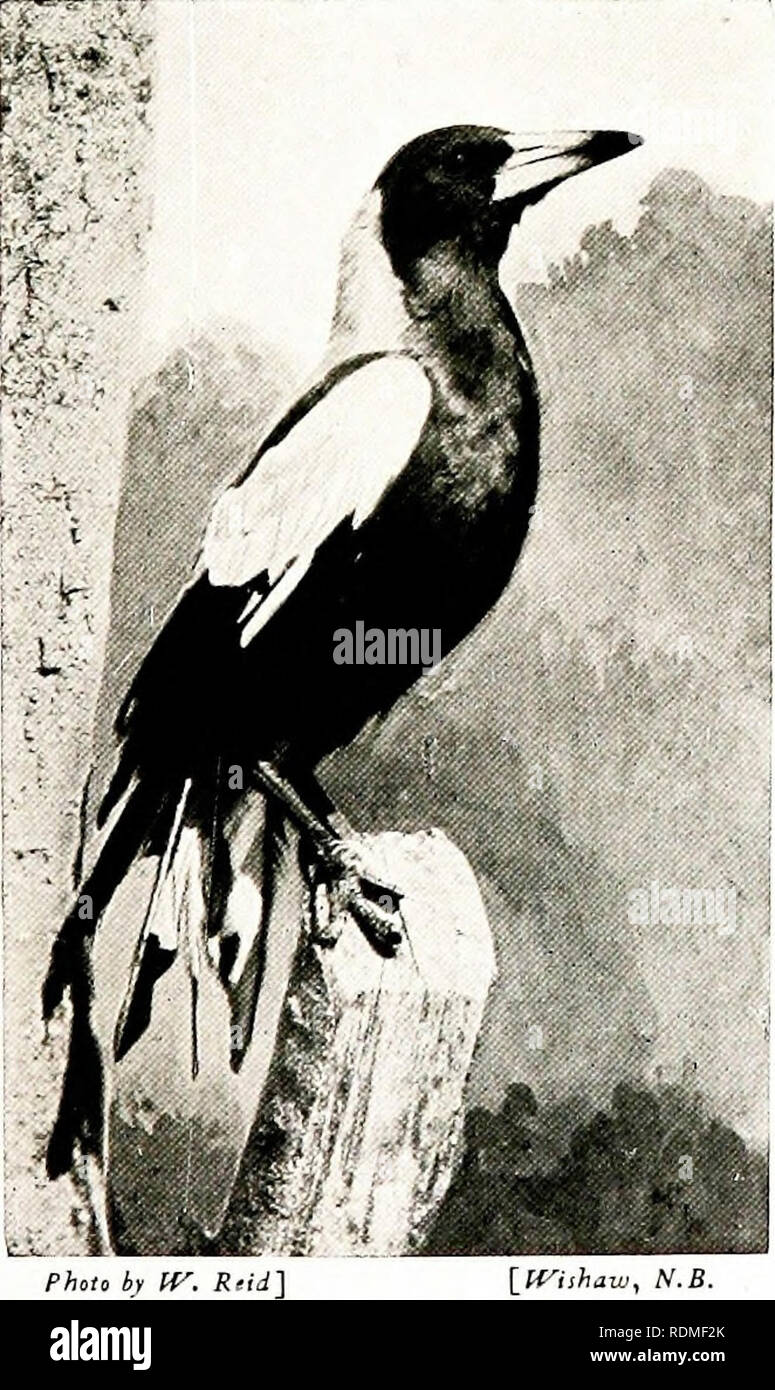 . Birds of other lands, reptiles, fishes, jointed animals and lower ...