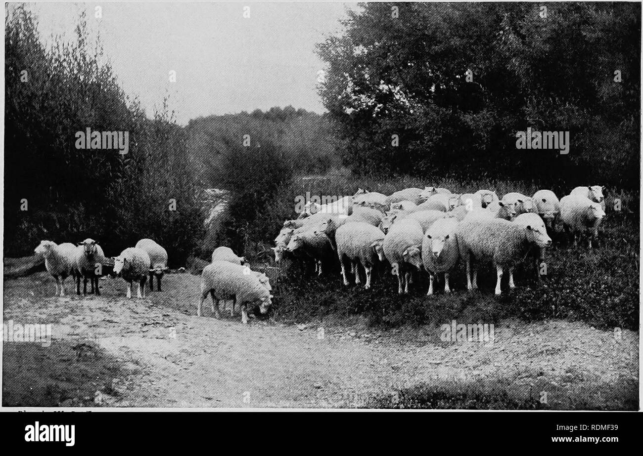 Shepherd with sheep dogs Black and White Stock Photos & Images - Alamy