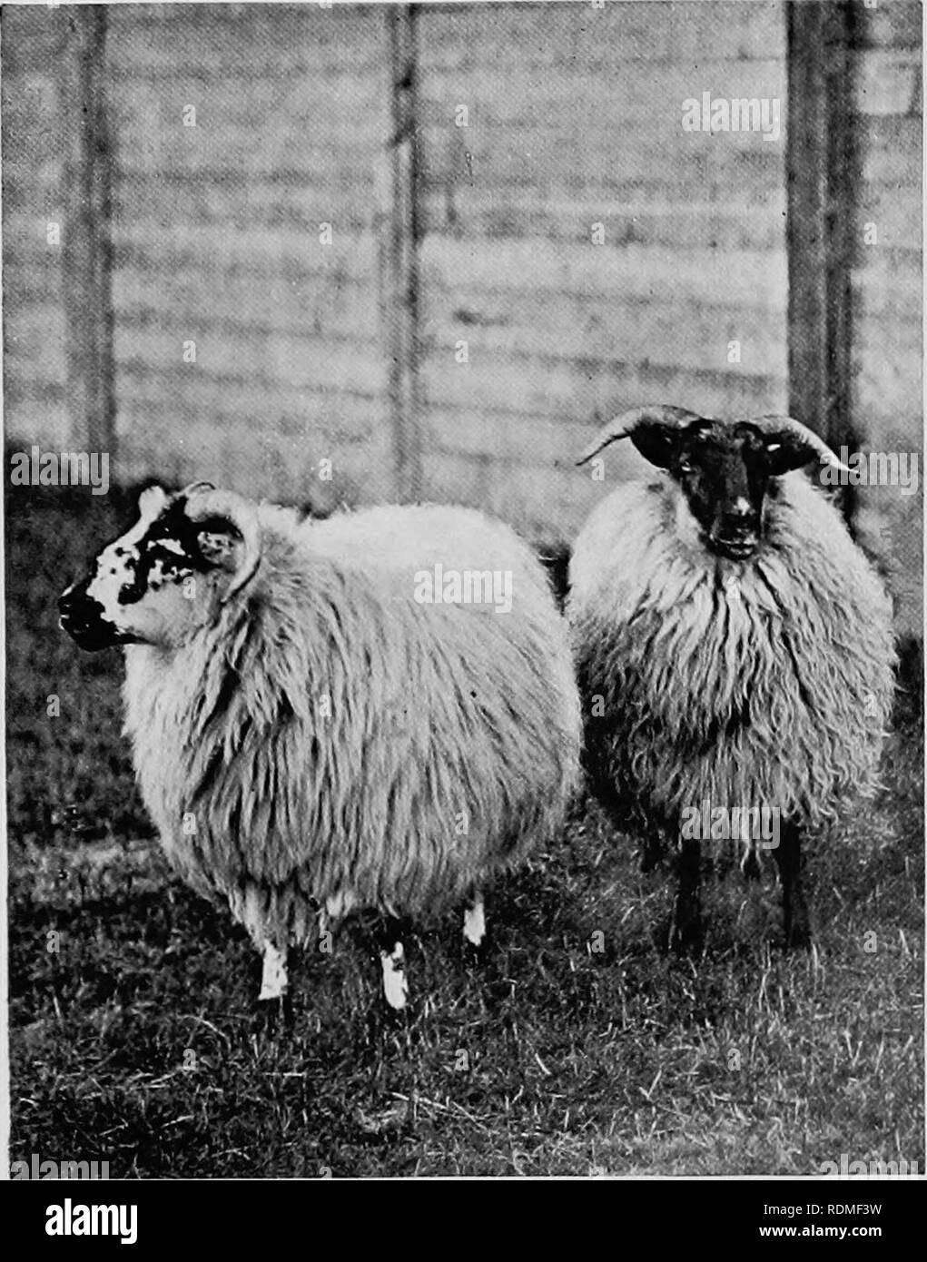 Egyptian sheeps hi-res stock photography and images - Alamy
