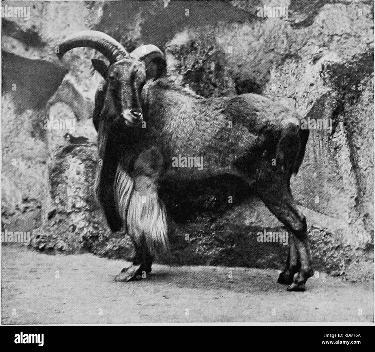 . Mammals of other lands;. Mammals. •:^^'iia*i;"^ . BARBARY SHEEP These ...