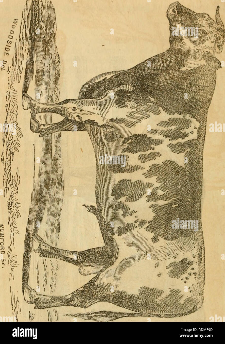 Brahmin bull hi-res stock photography and images - Alamy