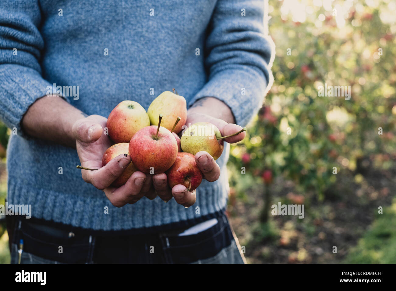 Close up of man standing in apple orchard, holding freshly picked ...