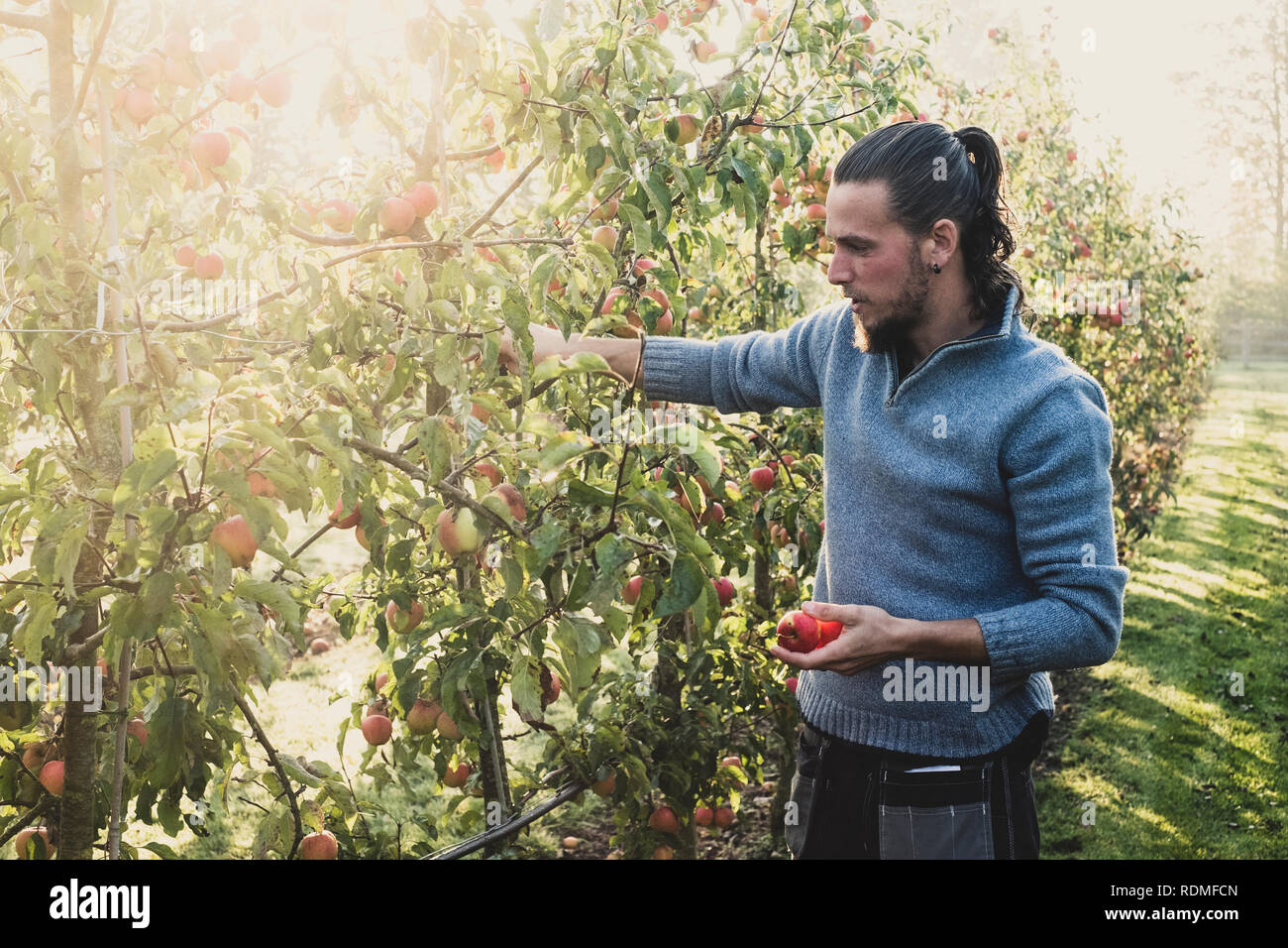 Man picking apples from tree hi-res stock photography and images - Alamy