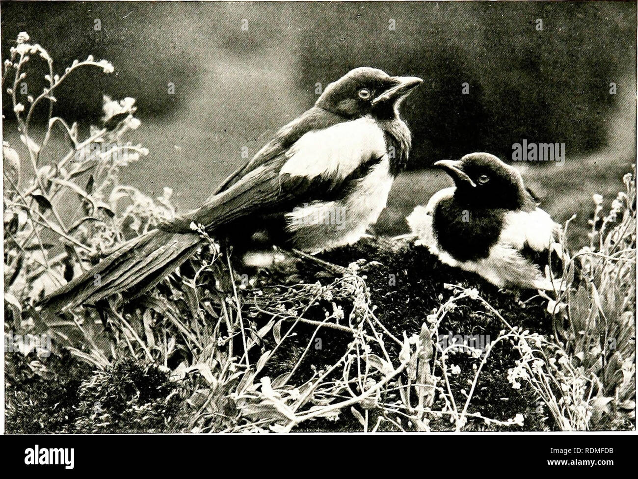 Velvet like appearance hi-res stock photography and images - Alamy