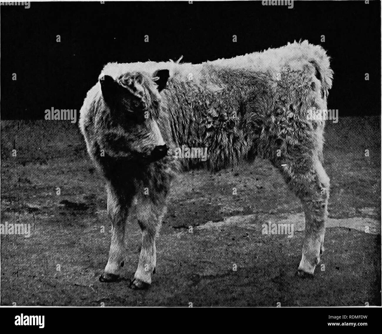 White the chartley white cattle Black and White Stock Photos & Images ...