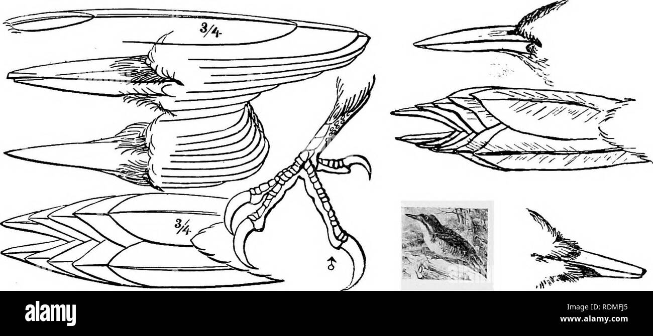 Notched tail Black and White Stock Photos & Images - Alamy