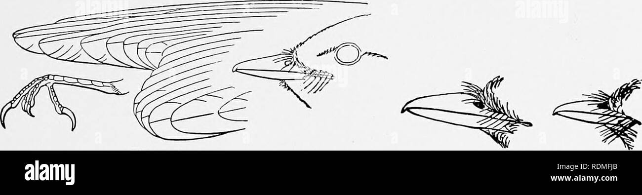 . The birds of Illinois and Wisconsin. Birds; Birds. Toes, four ...