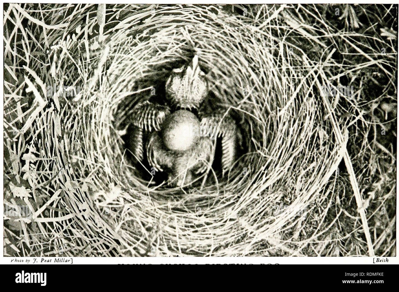 Foster parents for animals hi-res stock photography and images - Alamy