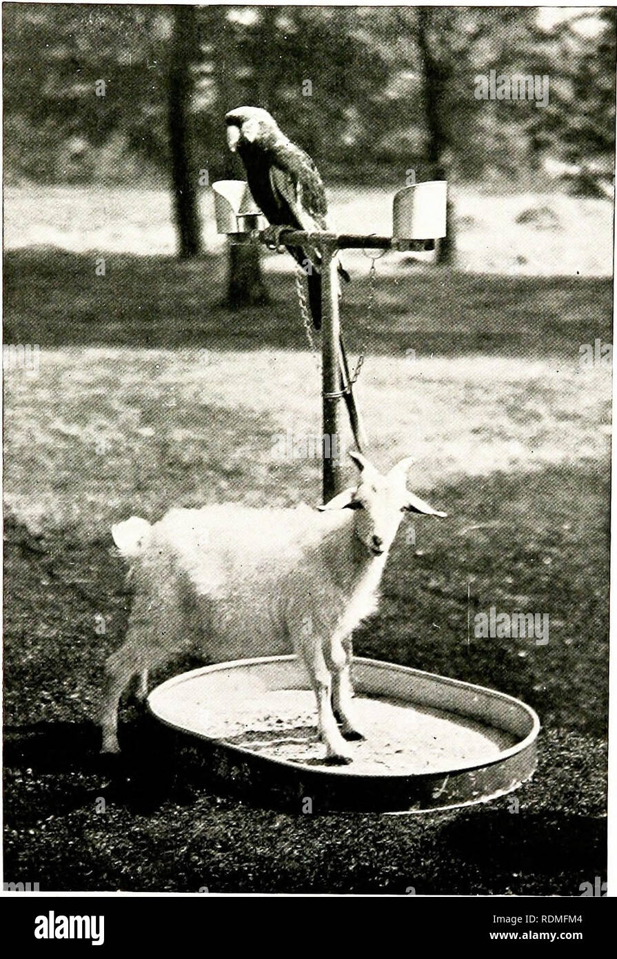 Kakapo birds hi-res stock photography and images - Alamy