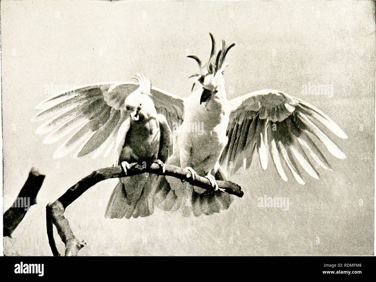 . Birds of other lands, reptiles, fishes, jointed animals and lower ...