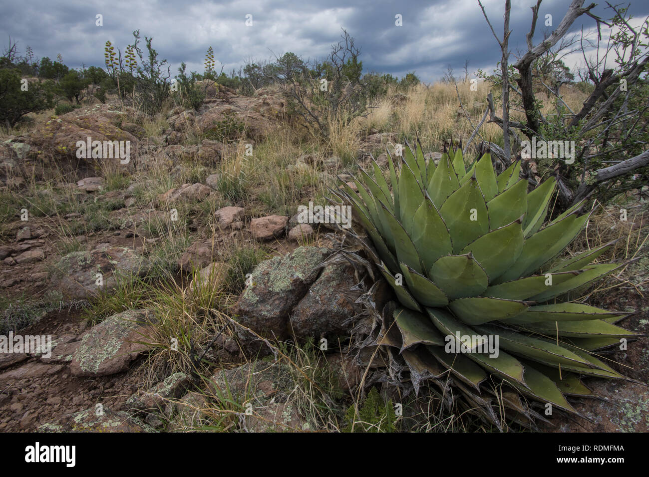 Arid flora hi-res stock photography and images - Alamy