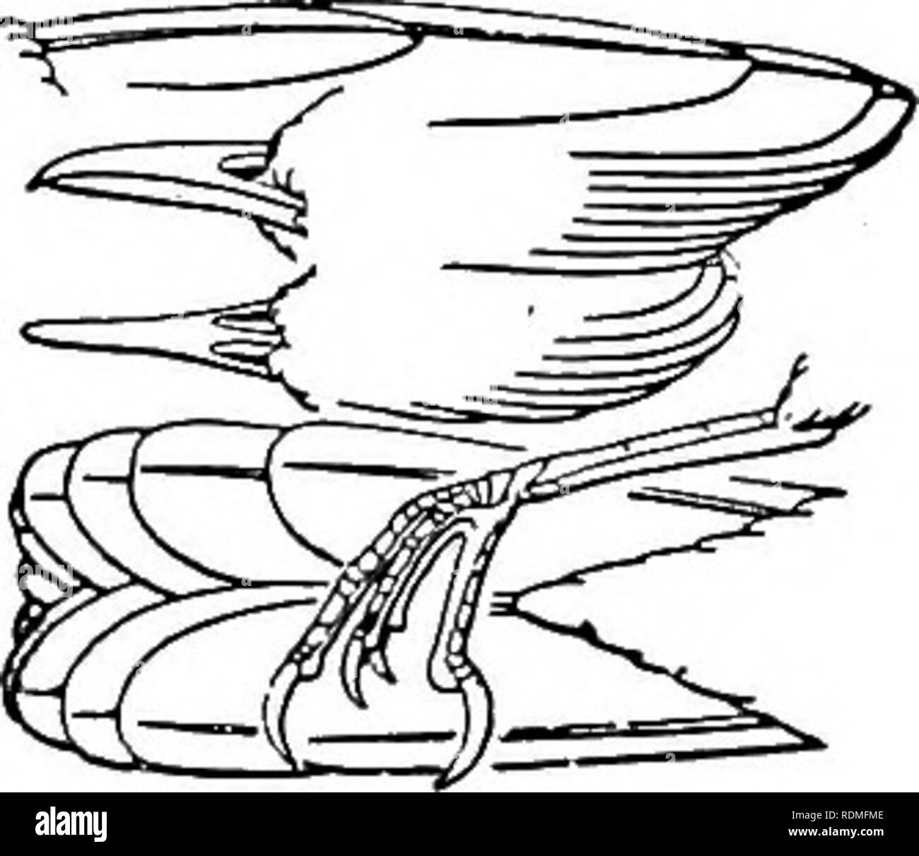 Spots on the upper mandible Black and White Stock Photos & Images - Alamy