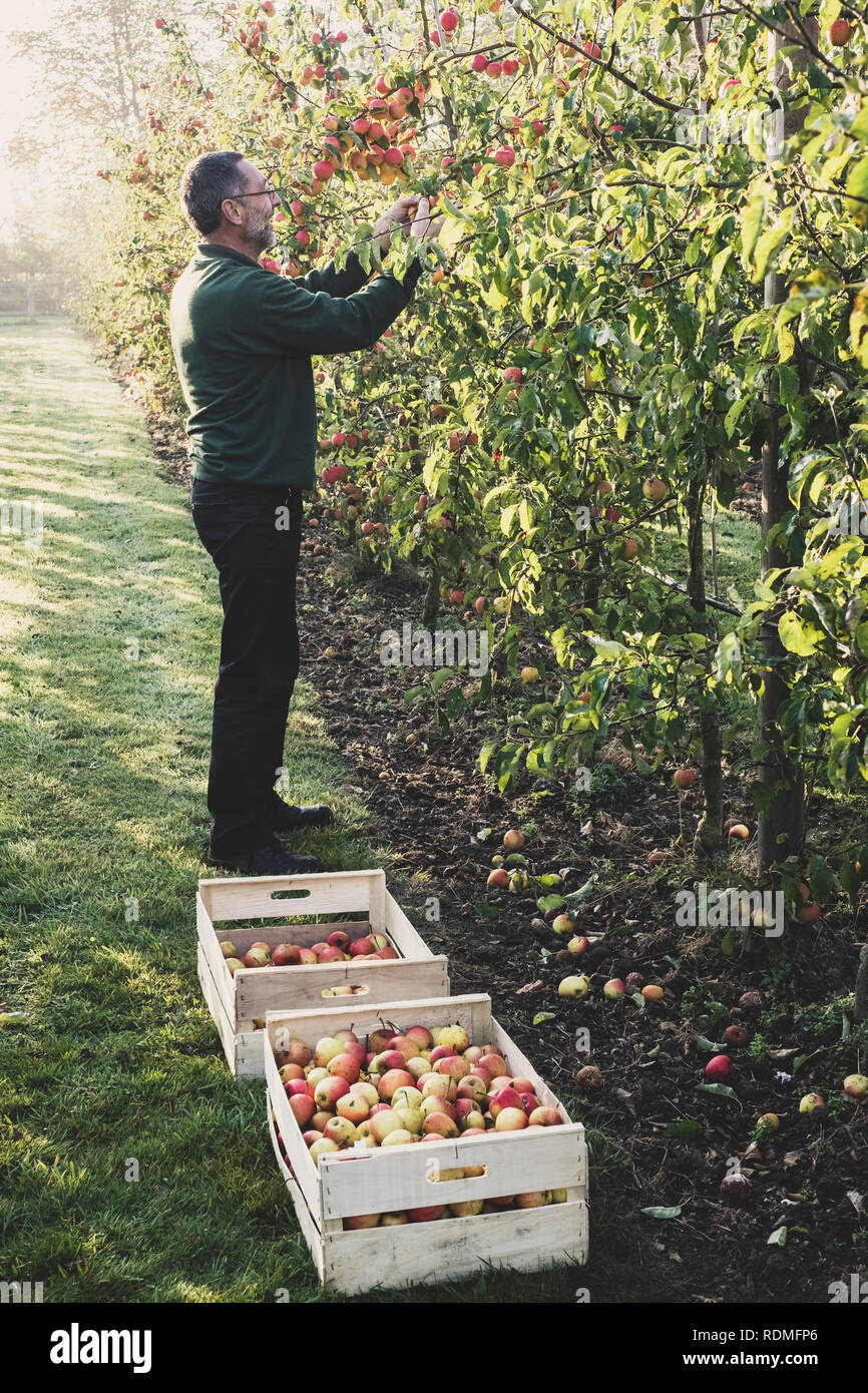 Man standing in apple orchard, picking apples from tree. Apple harvest ...