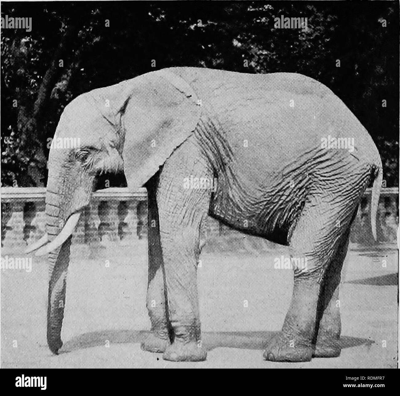 Body mangled Black and White Stock Photos & Images - Alamy