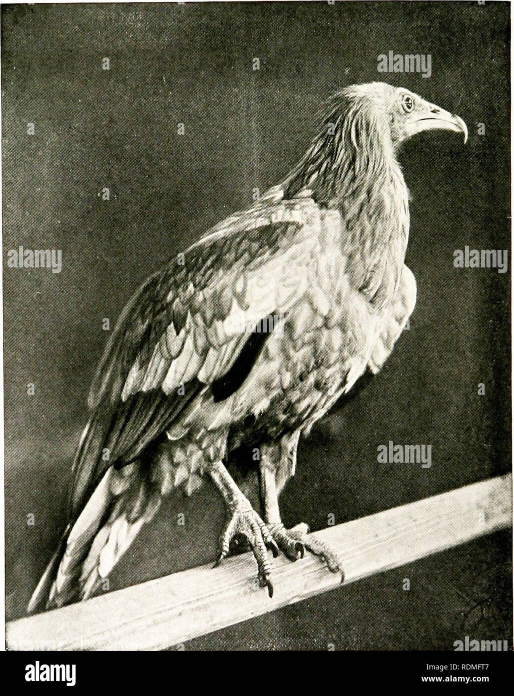 Hawks forms hi-res stock photography and images - Alamy