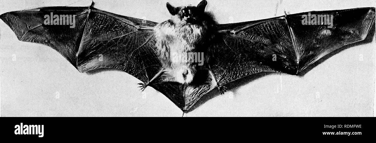 Bat eating insect hi-res stock photography and images - Alamy