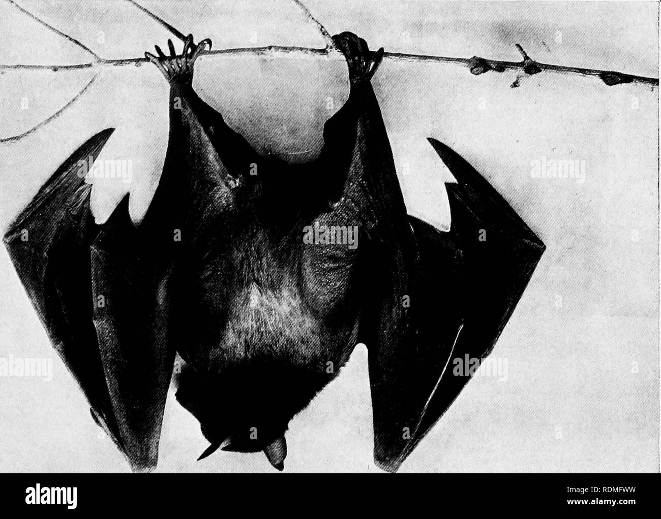 Cobego hi-res stock photography and images - Alamy