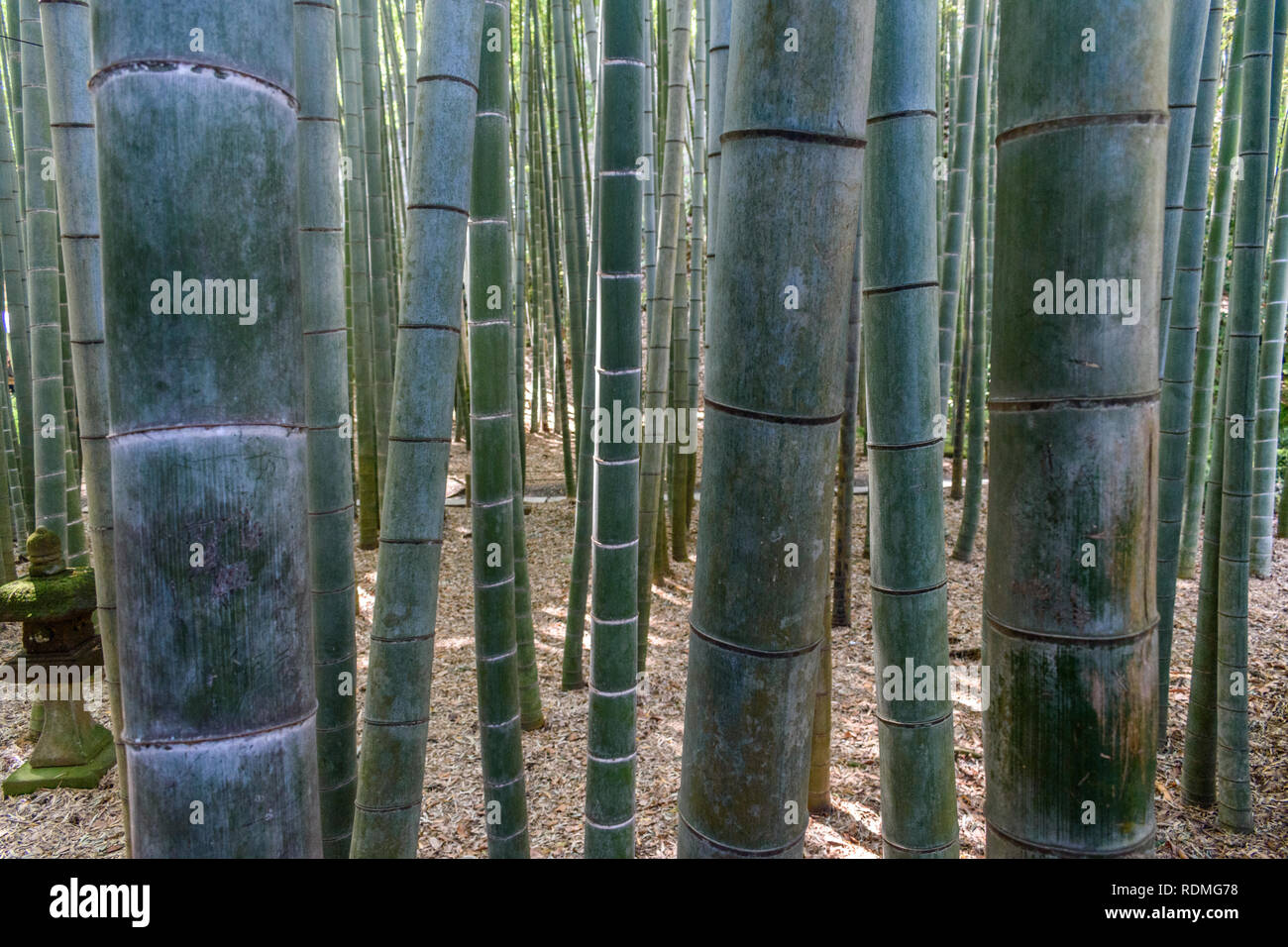 Bamboo forest japan hi-res stock photography and images - Alamy