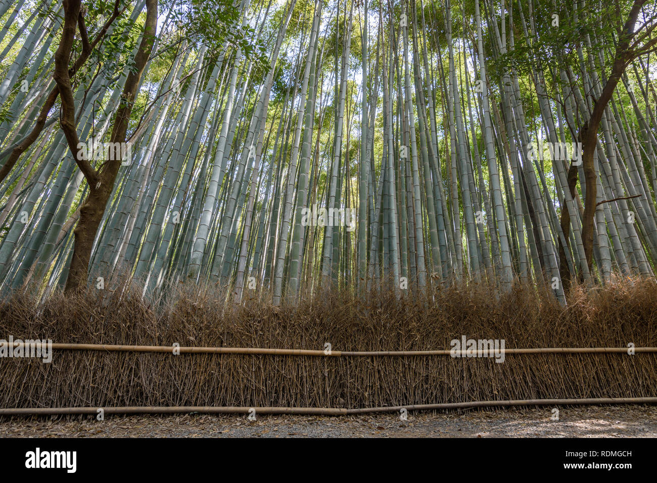 Bamboo Forest, the Arashiyama Bamboo Grove or Sagano Bamboo Forest, a natural forest of bamboo ...