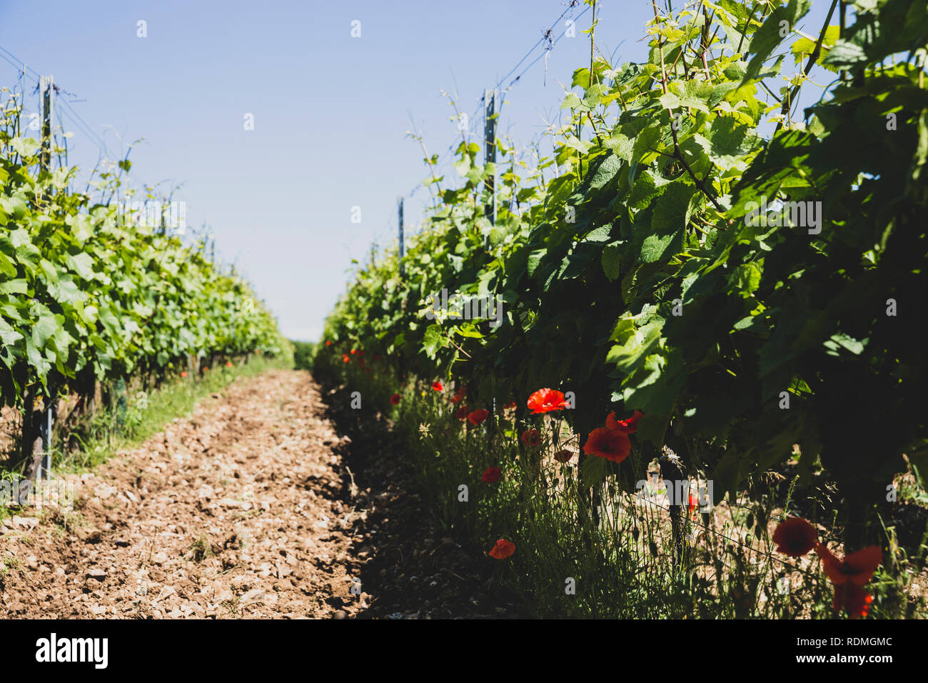 View along row of red poppies and vines at a vineyard Stock Photo - Alamy