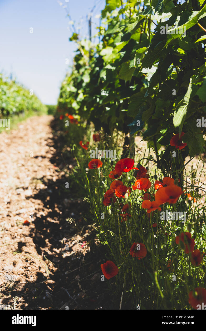 Row of poppies hi-res stock photography and images - Alamy