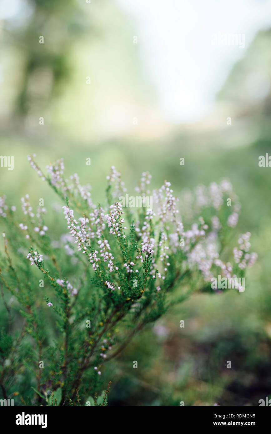 Heather color hi-res stock photography and images - Alamy