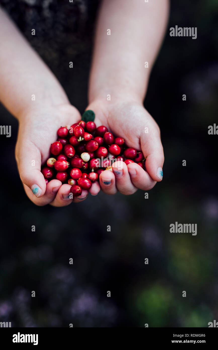 Children hand nature berries hi-res stock photography and images - Alamy