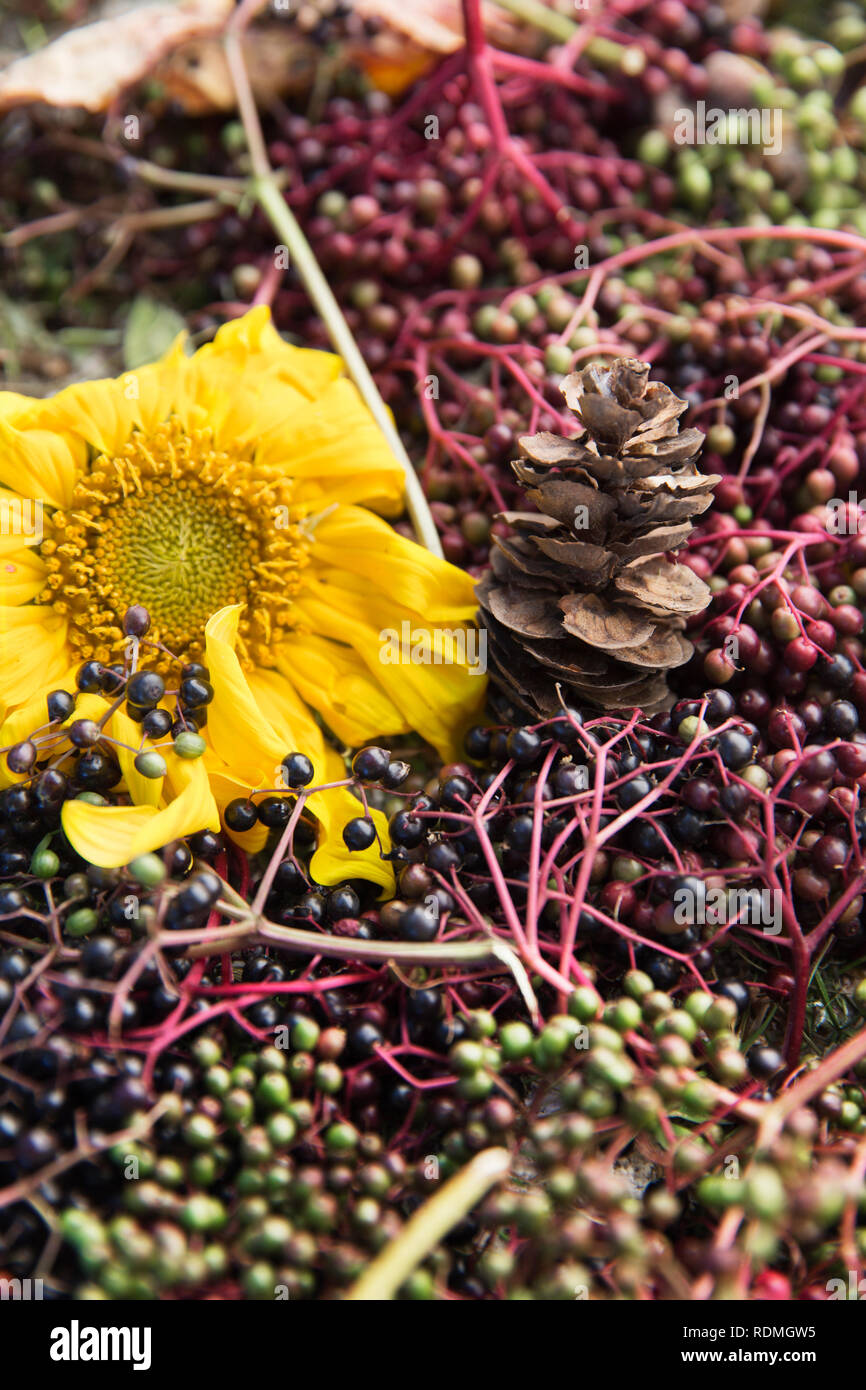 Close up of sunflower and purple lilac Stock Photo - Alamy