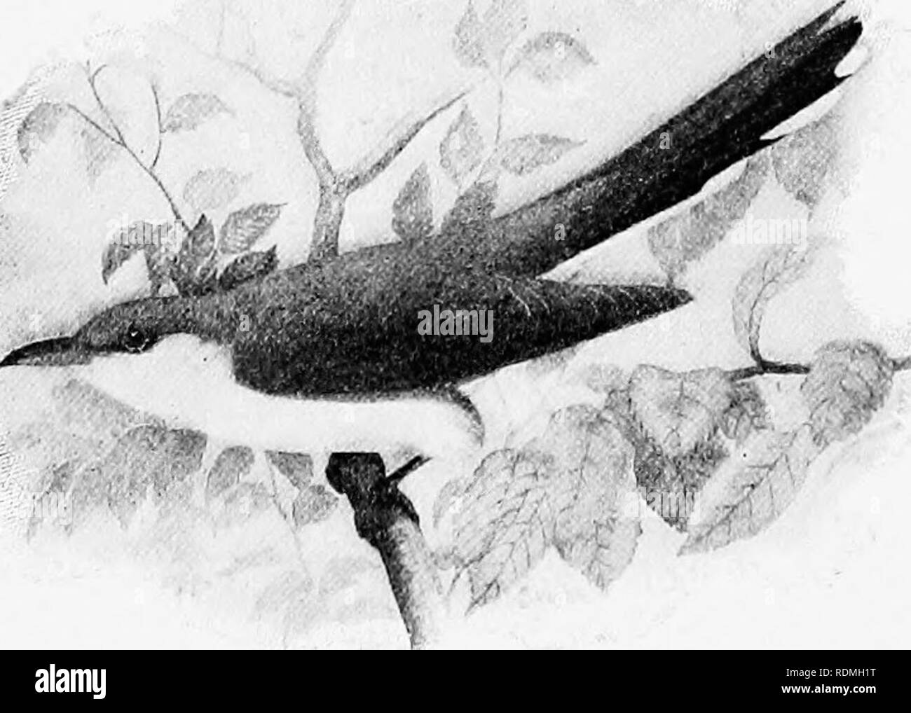 . The American natural history : a foundation of useful knowledge of ...