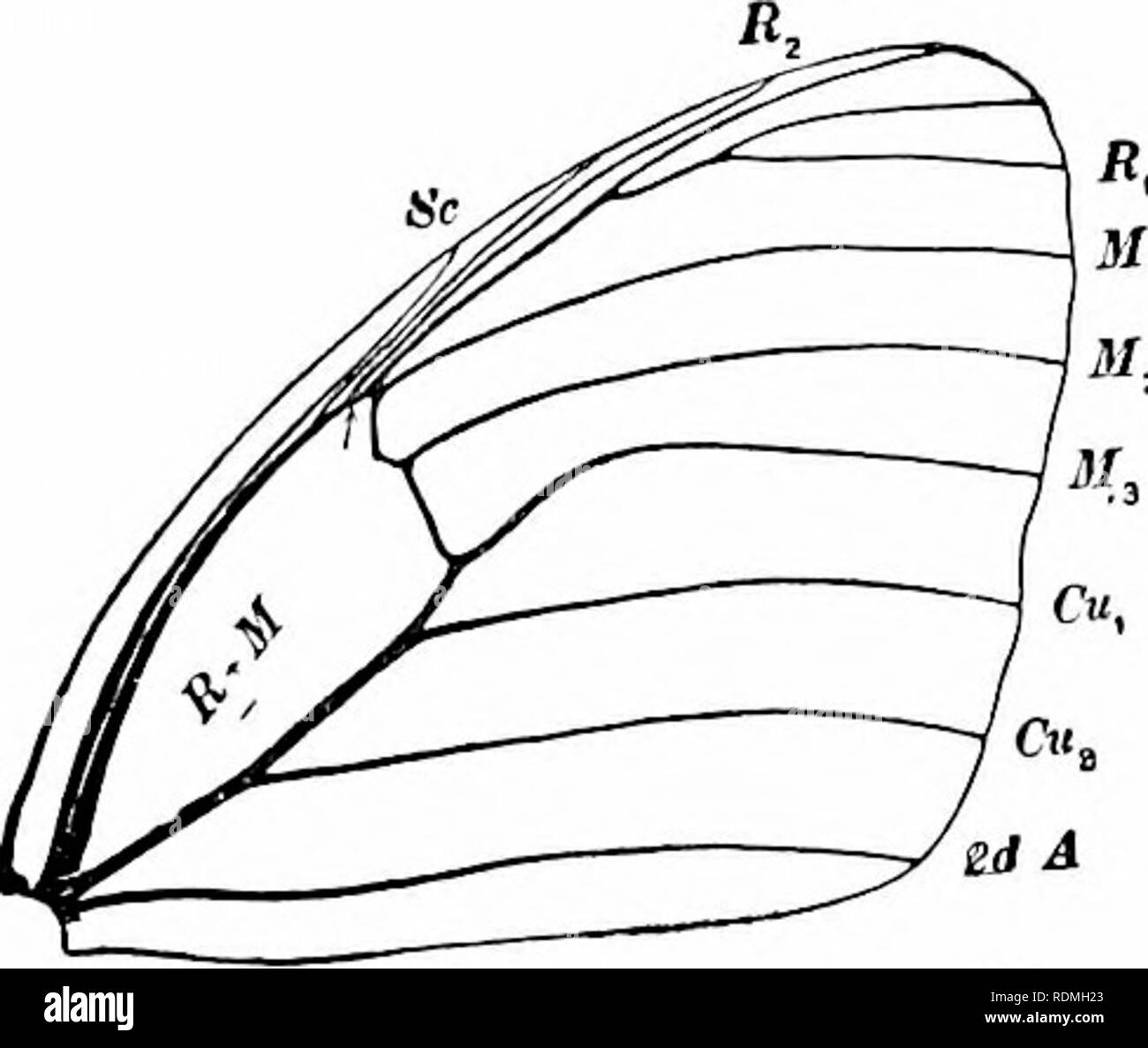 Concave wing Black and White Stock Photos & Images - Alamy