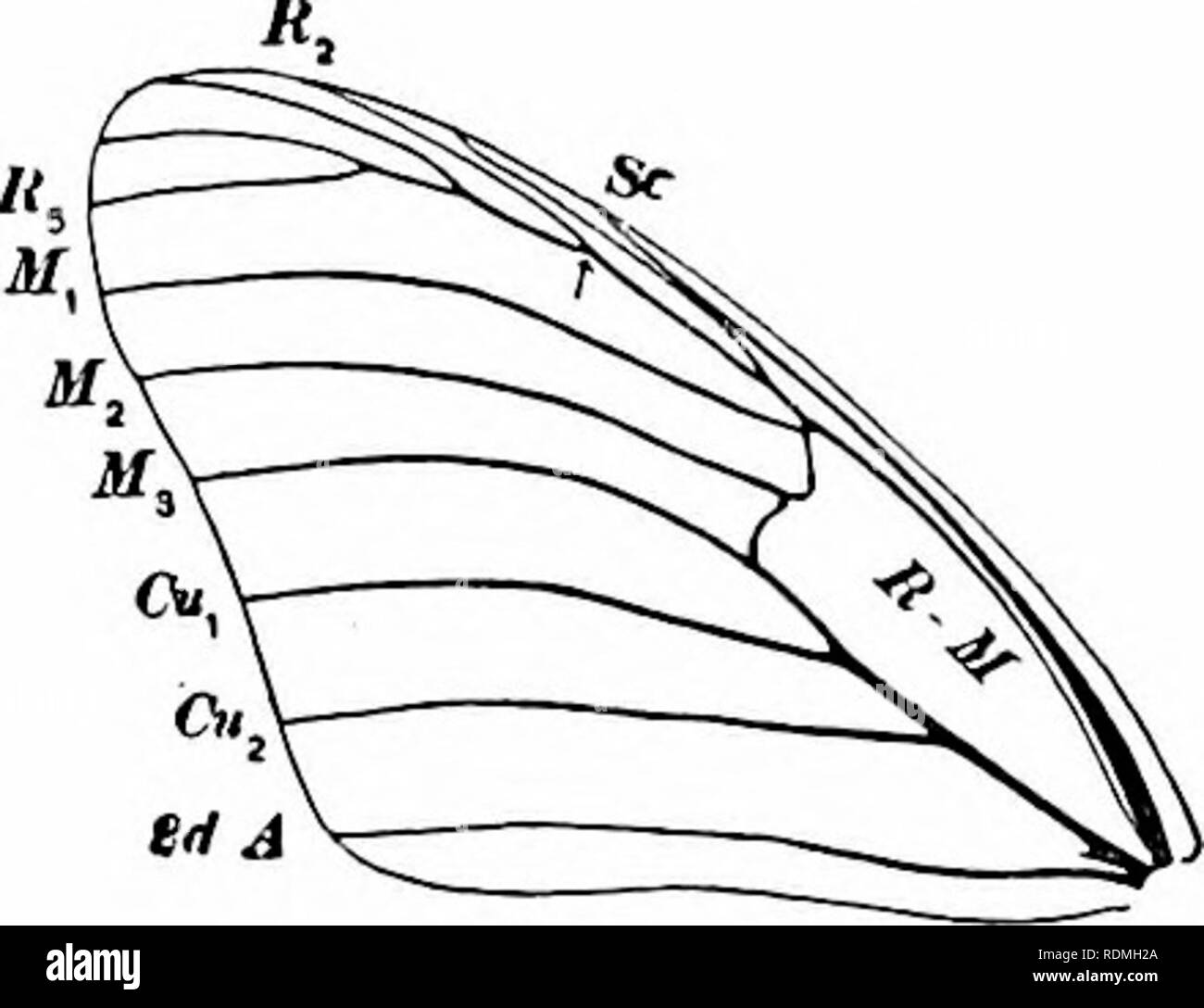 . How to know the butterflies; a manual of the butterflies of the ...