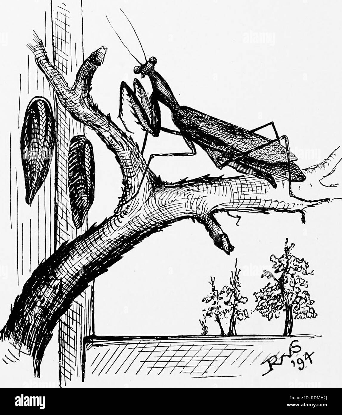 Praying Mantis Face Drawing