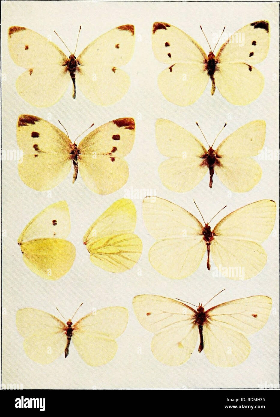 . How to know the butterflies; a manual of the butterflies of the ...
