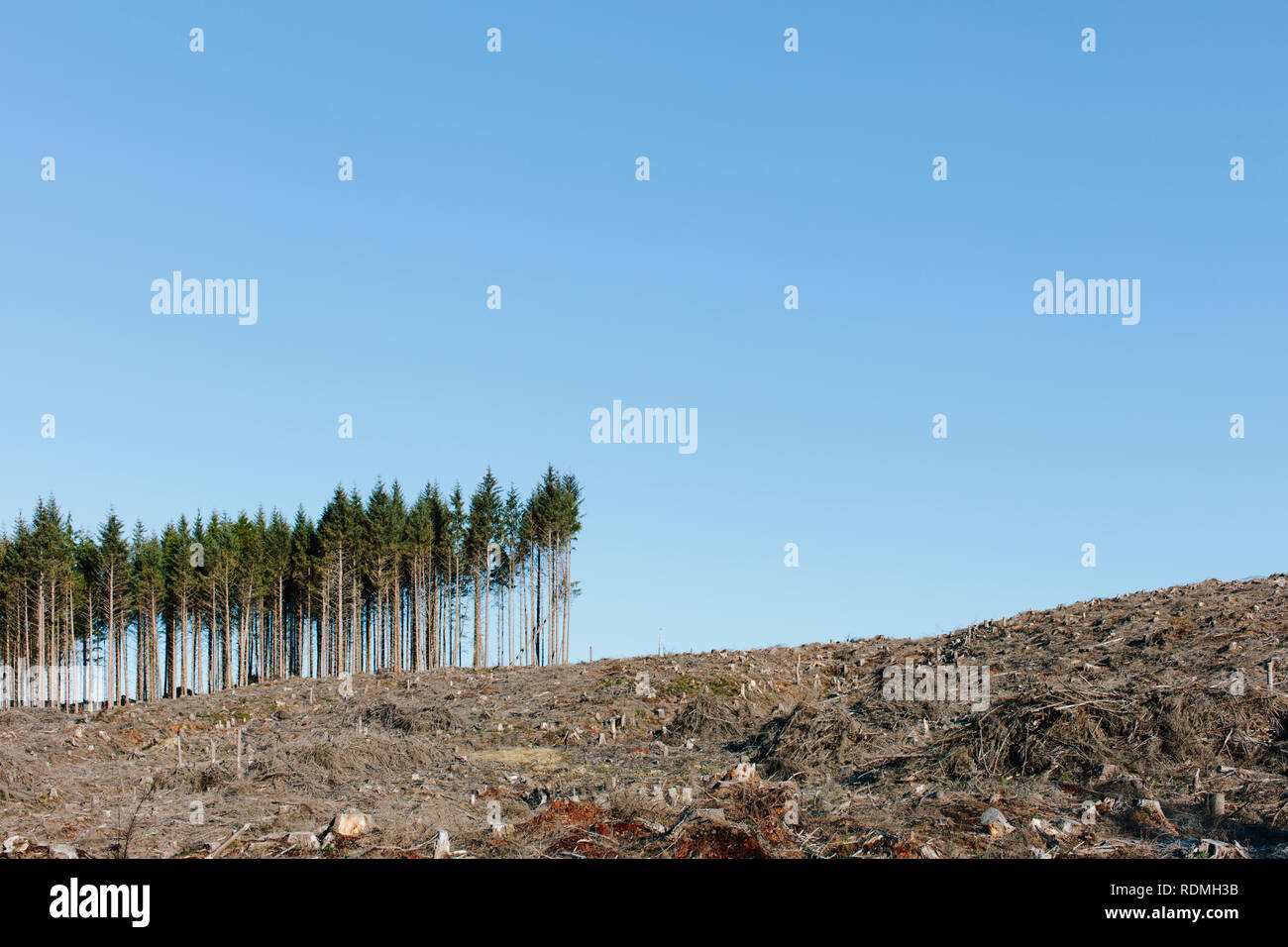 Small stand of trees on the brow of a hill, surrounded by extensive ...