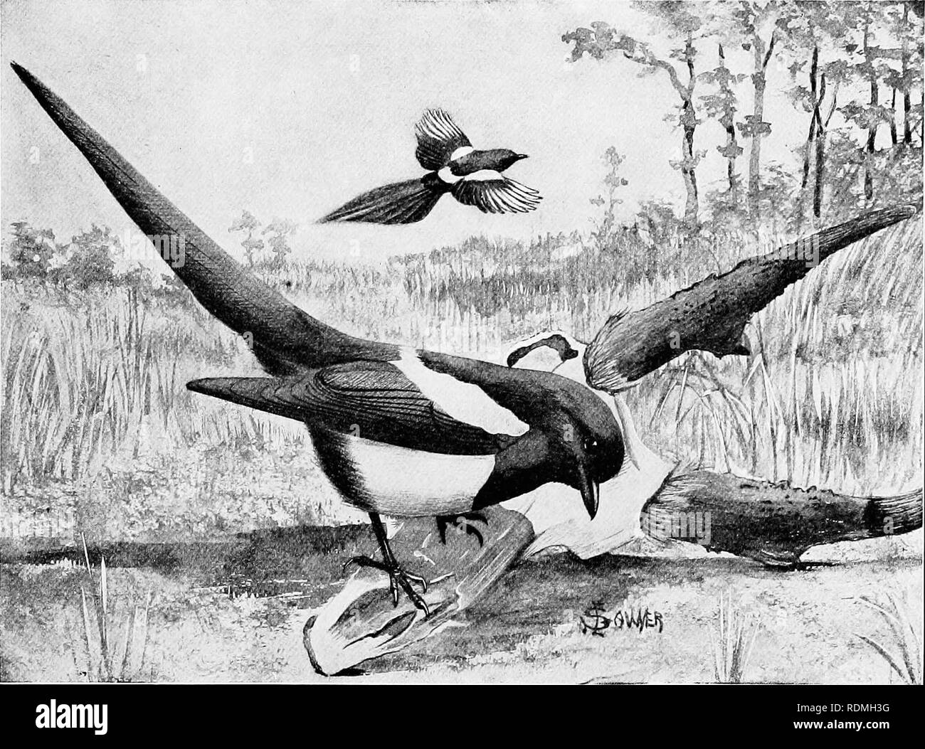 Magpie blue Black and White Stock Photos & Images - Alamy