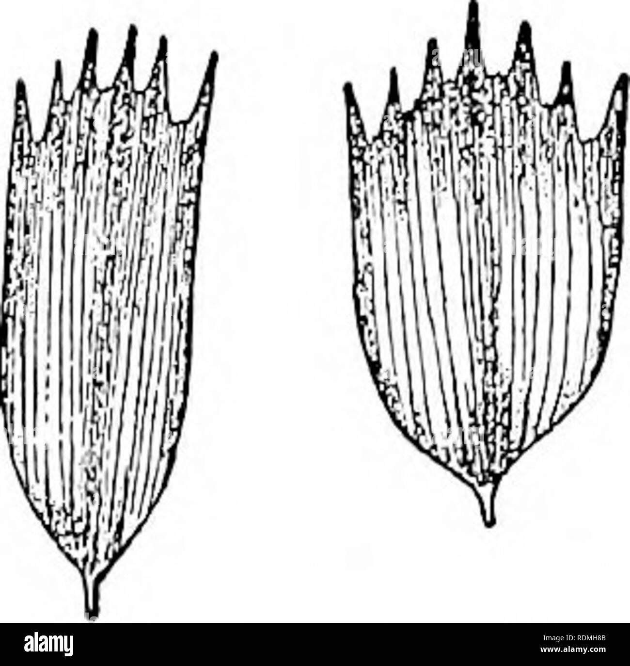 Moth wing scales Black and White Stock Photos & Images - Alamy