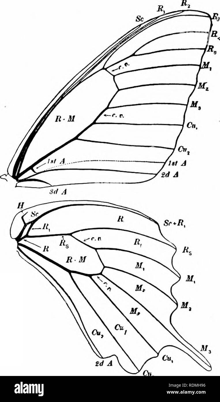 Wing has a spur Black and White Stock Photos & Images - Alamy