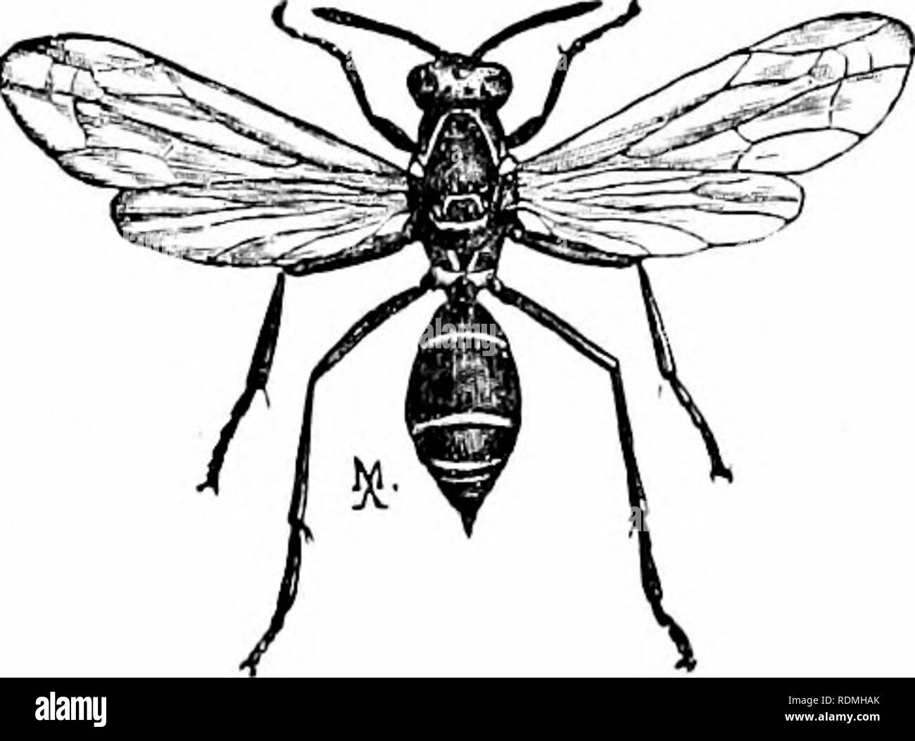 . How to know the butterflies; a manual of the butterflies of the ...