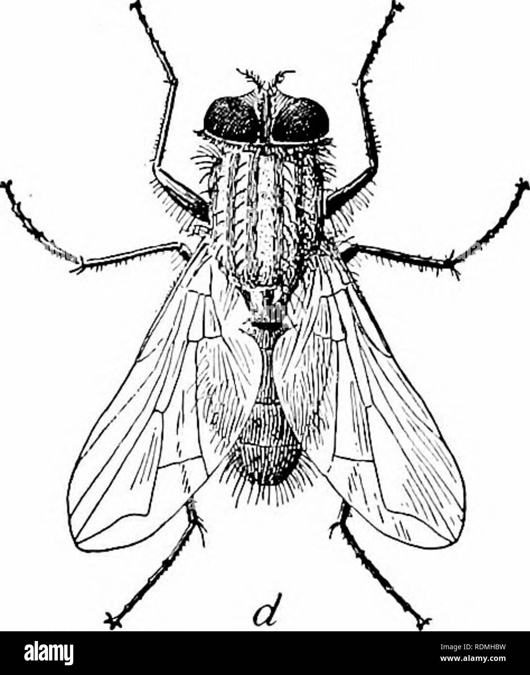 House fly maggot Black and White Stock Photos & Images - Alamy