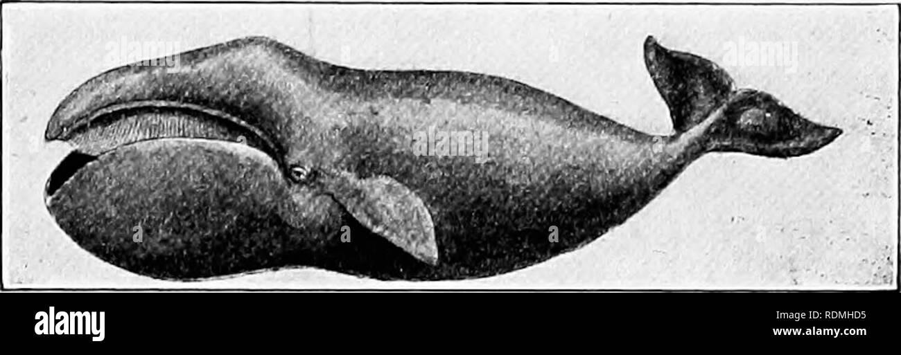 . The American natural history : a foundation of useful knowledge of ...